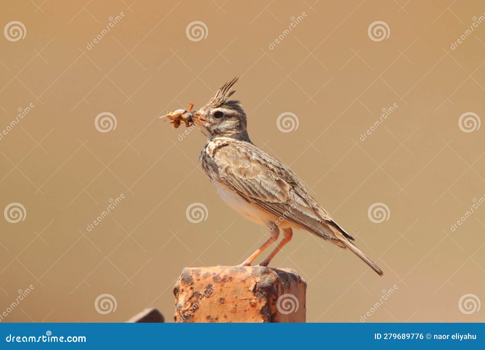Bird Eating Insects for Breakfast in the Forest Stock Photo - Image of ...