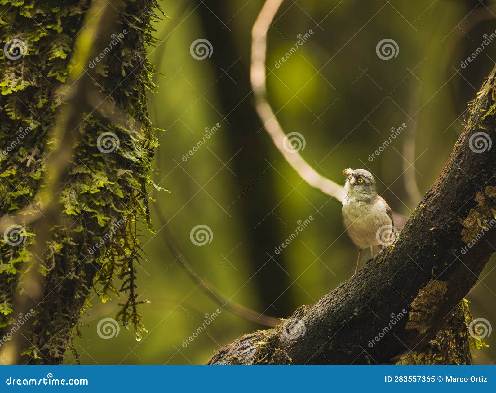 Bird Eating a Moth while Climbing the Branches of a Mossy Tree Stock ...
