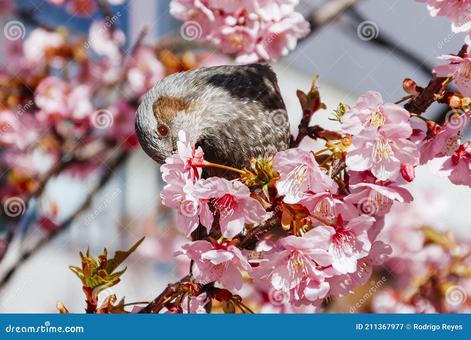 Bird Eating Nectar from Cherry Blossoms Stock Image - Image of february ...