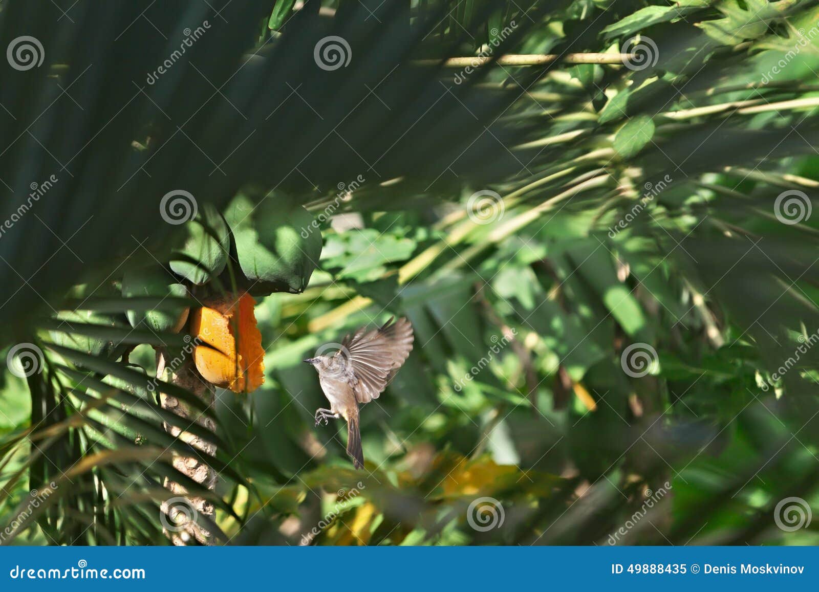 Bird eating papaya stock image. Image of color, animals - 49888435