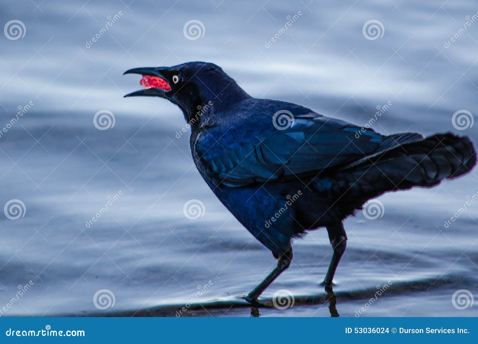 Bird Eating a Raspberry stock photo. Image of water, ibis - 53036024