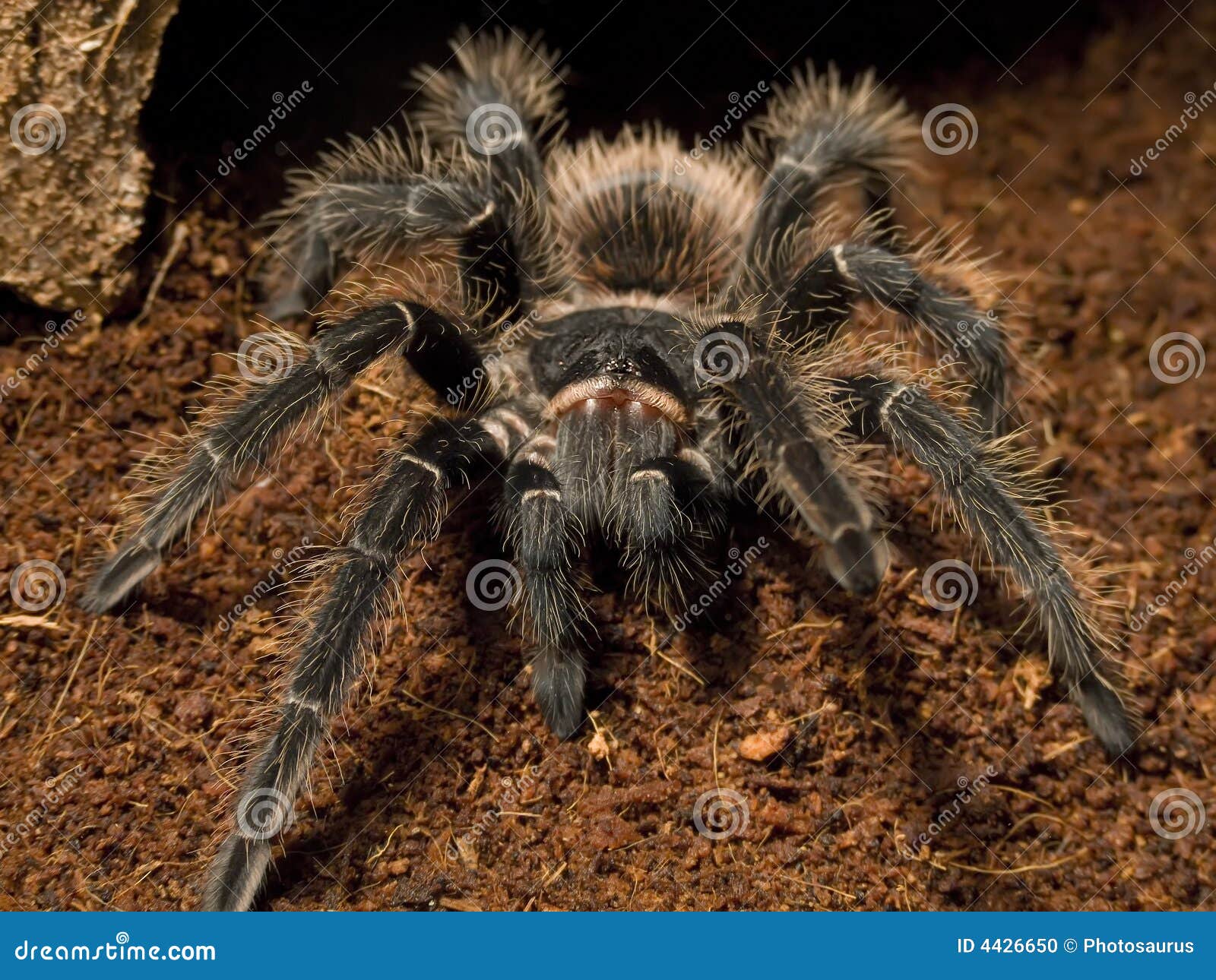 Bird eating spider stock photo. Image of cave, hairy, spiders - 4426650