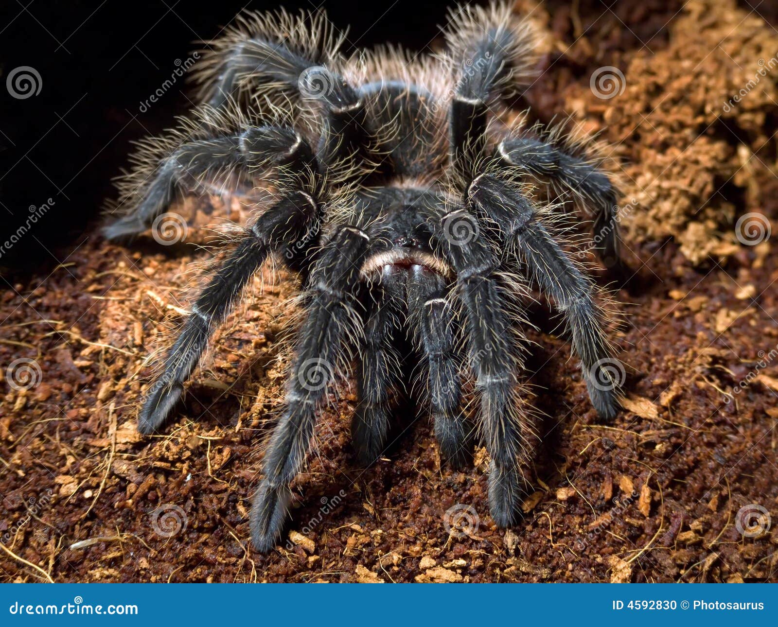 Bird eating spider stock photo. Image of spiders, wilderness - 4592830