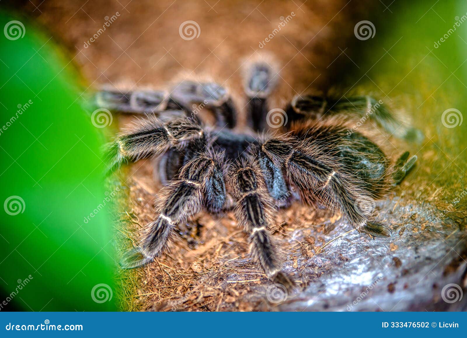 A Bird Eating Spider Sits in a Terrarium Stock Photo - Image of goliath ...