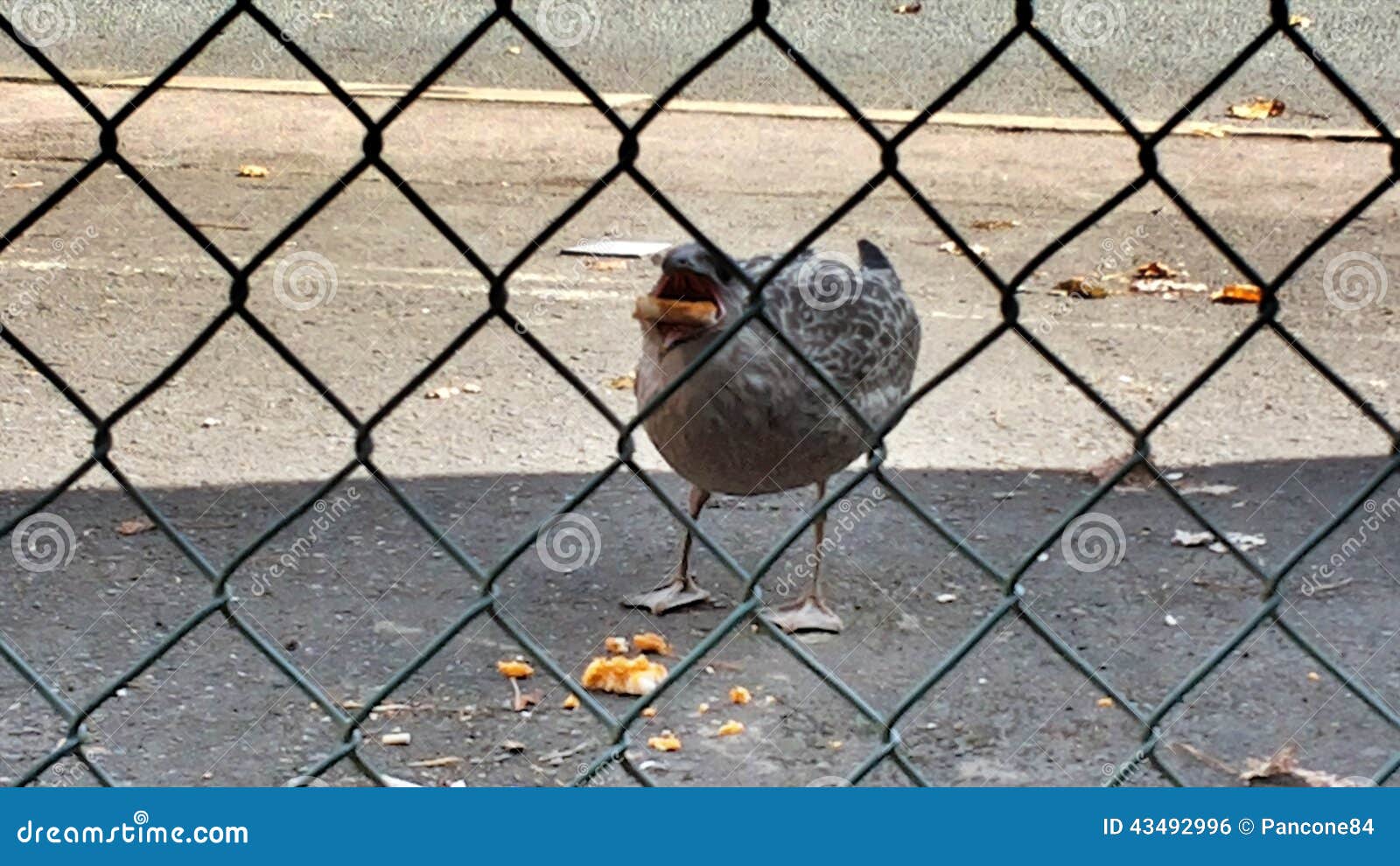 Bird eating stock photo. Image of pizza, strange, bird - 43492996