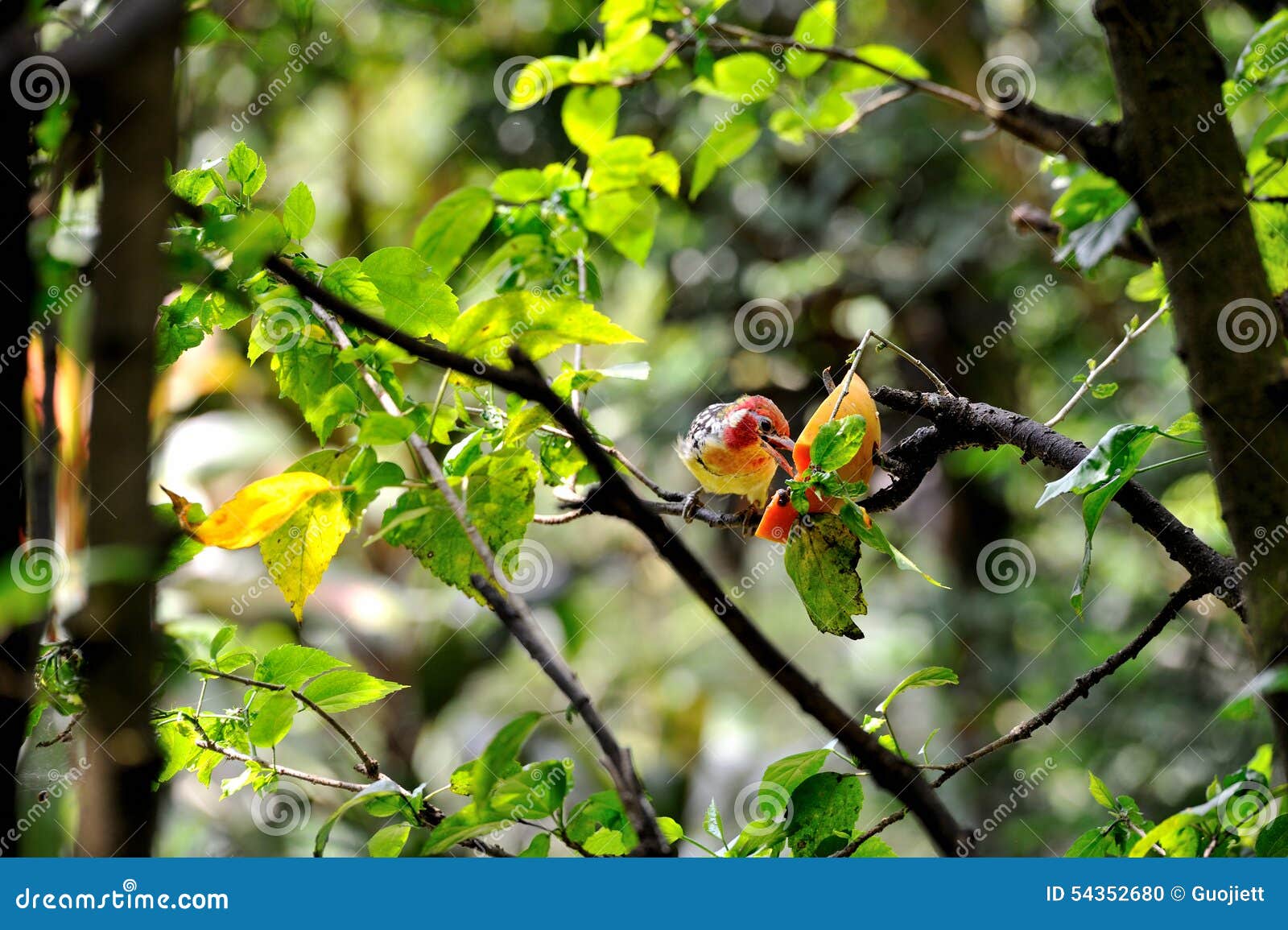 Bird stock photo. Image of langkawi, beaked, attractions - 54352680