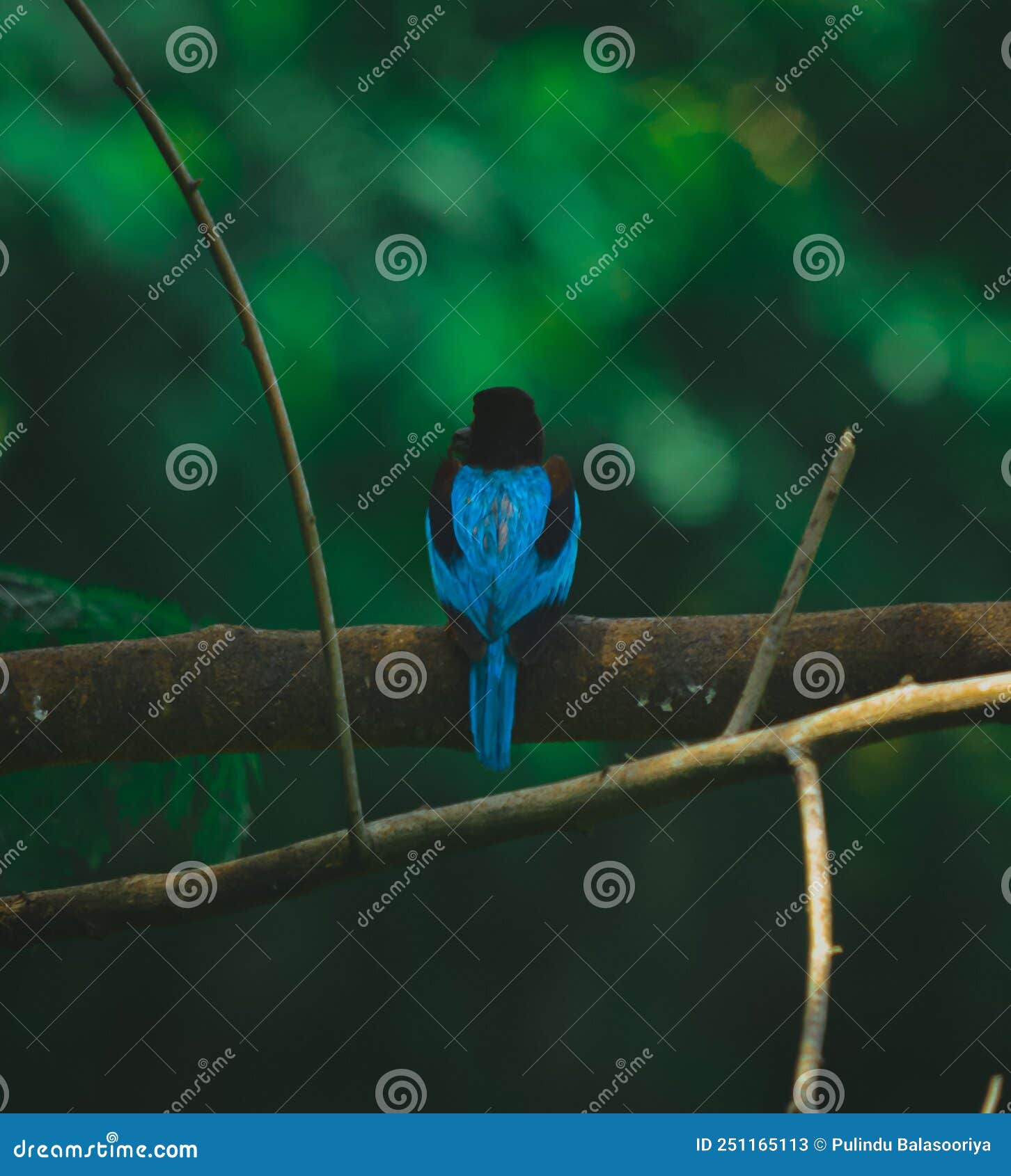 A Bird Eating on a Tree Brunch Stock Image - Image of brunch, jungle ...