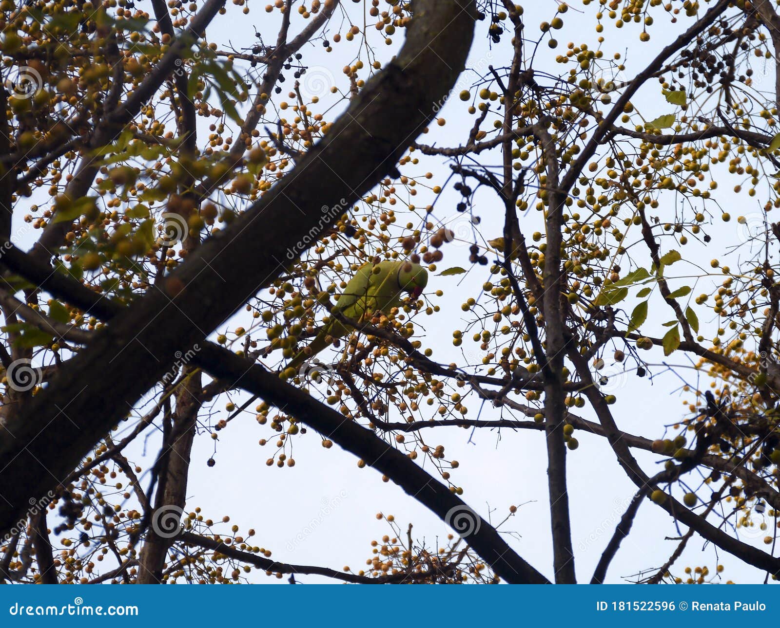 Bird eating in a tree stock photo. Image of eating, dark - 181522596