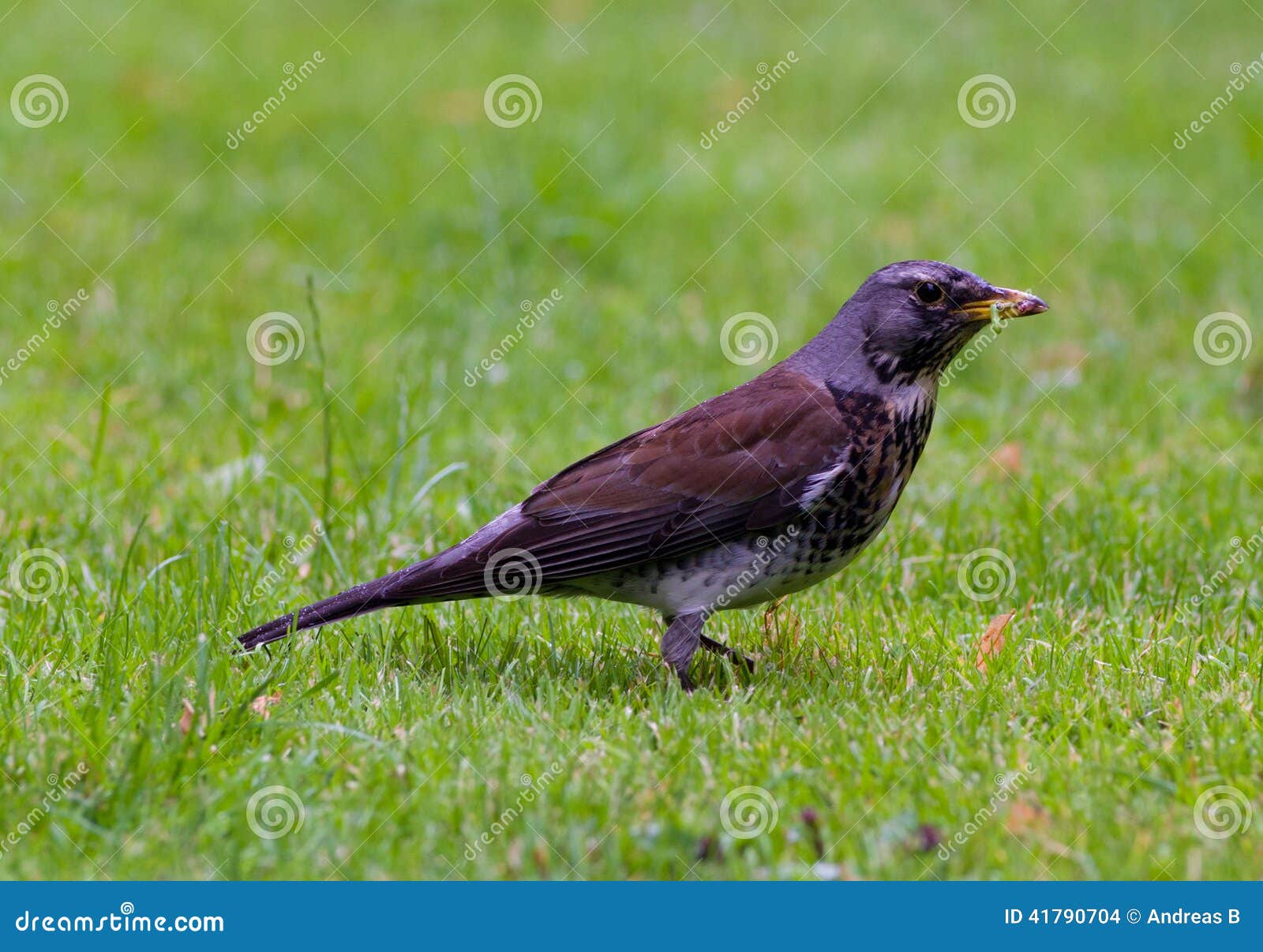 Bird eating worm on grass stock photo. Image of bird - 41790704