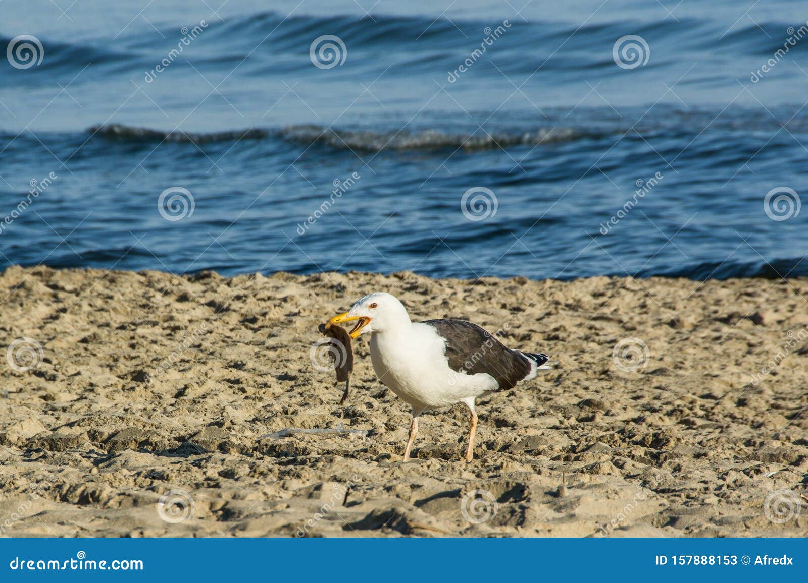 The Bird Eats Fish, Beach, Sea Stock Image - Image of summer, fish ...
