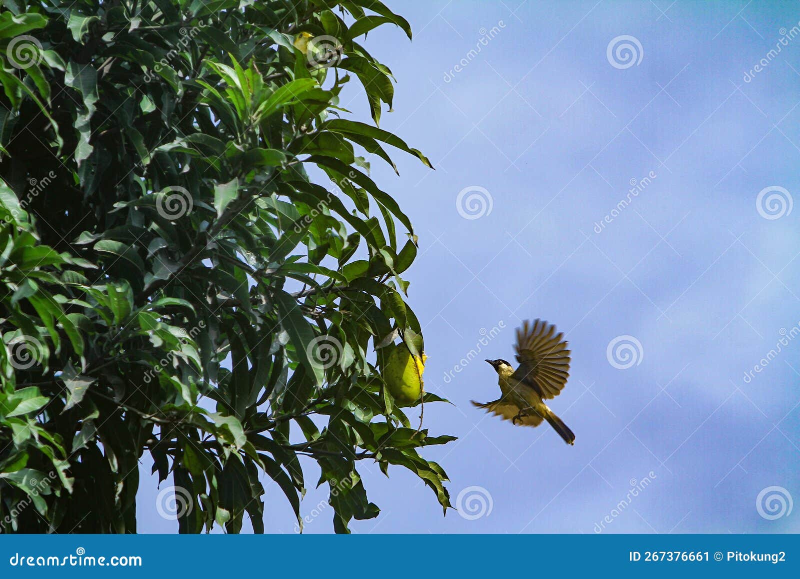 A Bird Eats Fruit on a Tree Stock Image - Image of flower, beak: 267376661