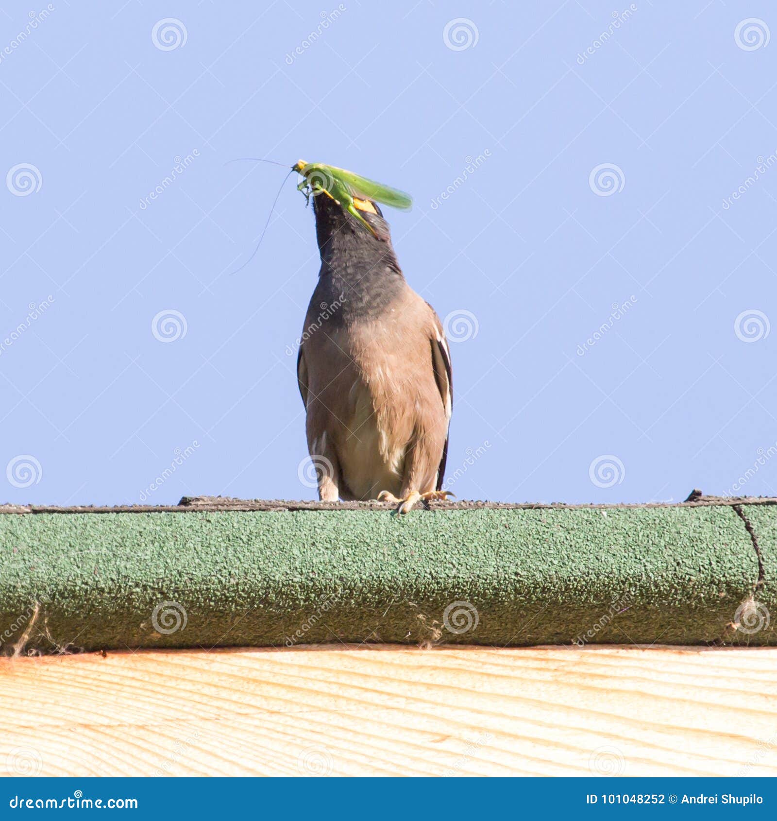 Bird eats a grasshopper stock photo. Image of metallic - 101048252