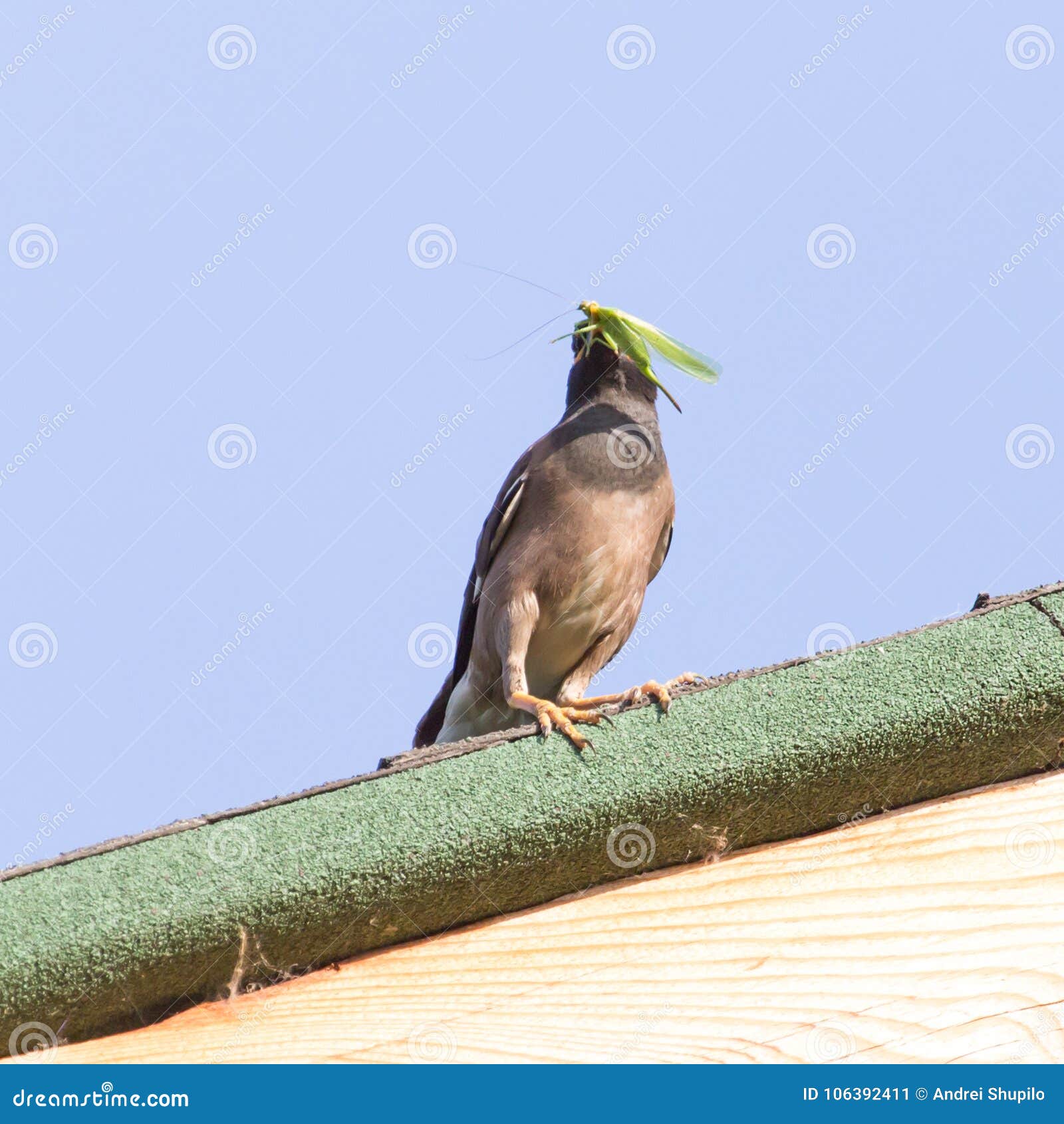 Bird eats a grasshopper stock image. Image of nature - 106392411