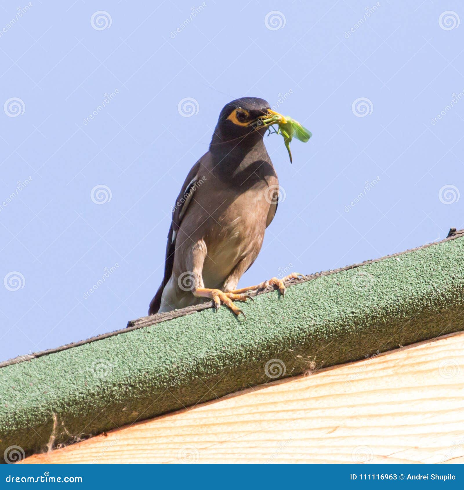 Bird eats a grasshopper stock image. Image of black - 111116963
