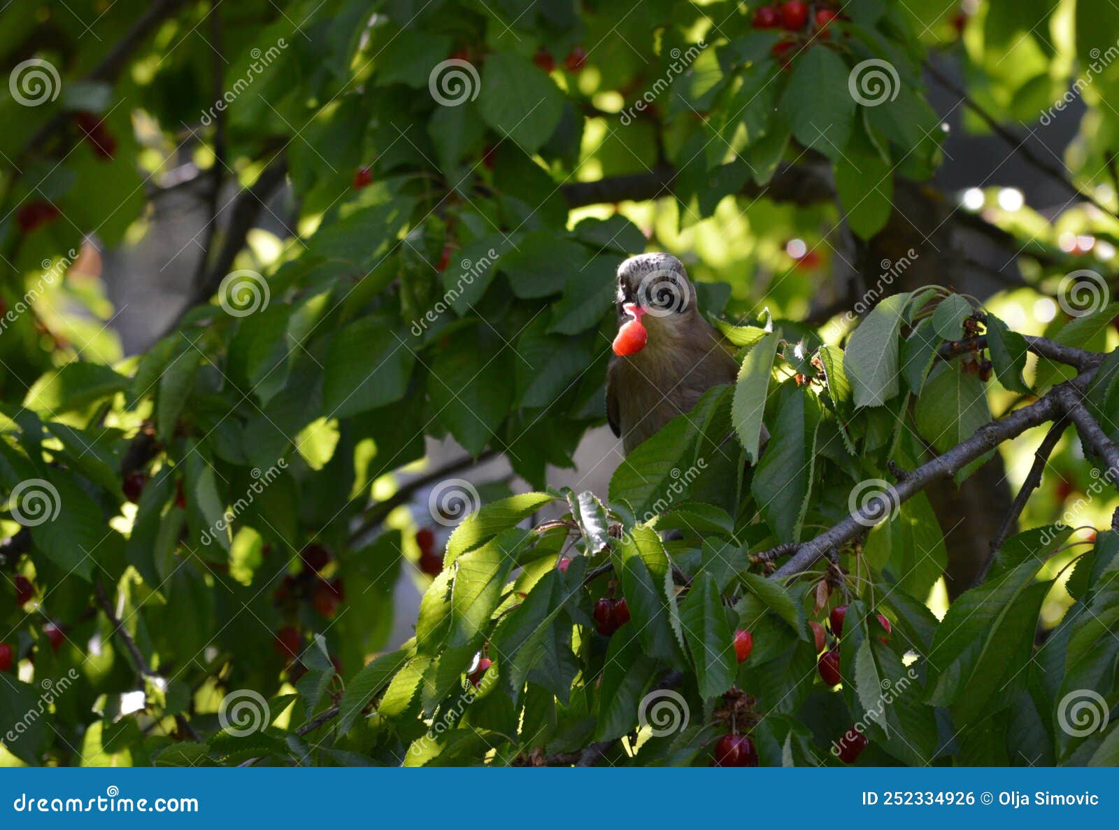Bird Eats Red Ripe Cherries Stock Photo - Image of tree, fruit: 252334926