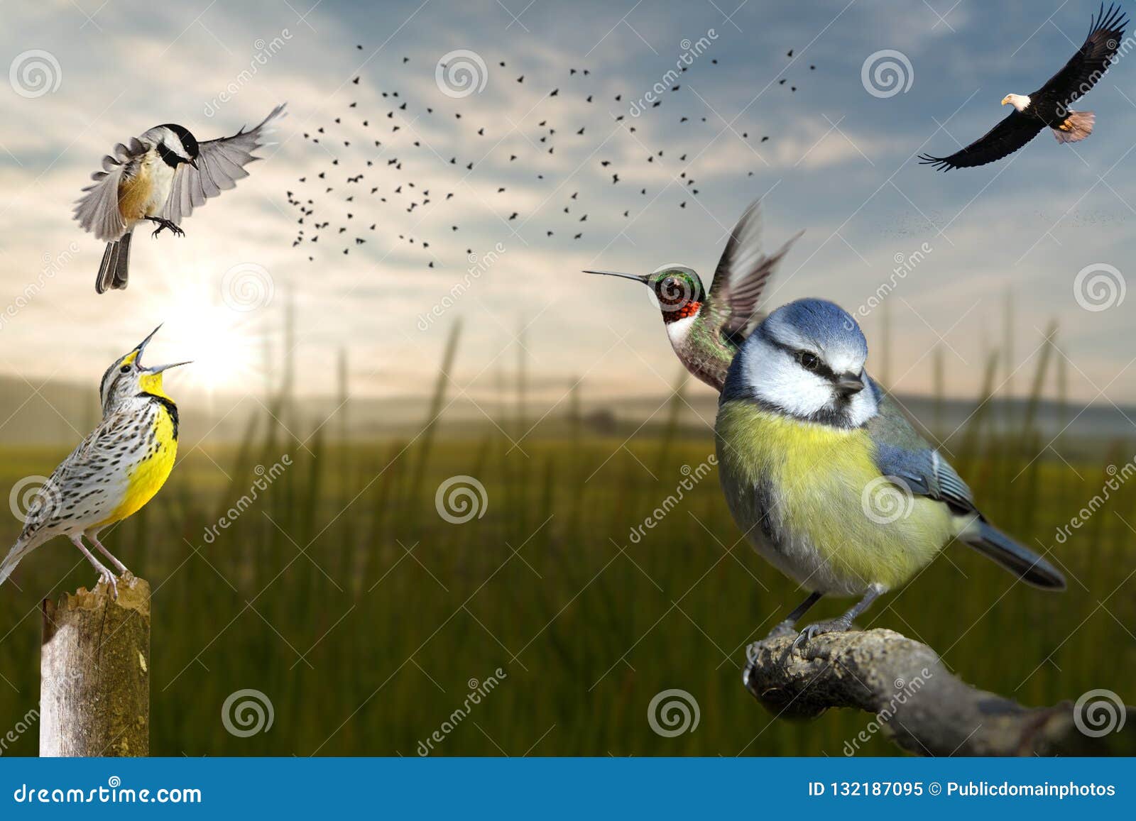 Bird, Ecosystem, Fauna, Beak Picture. Image: 132187095