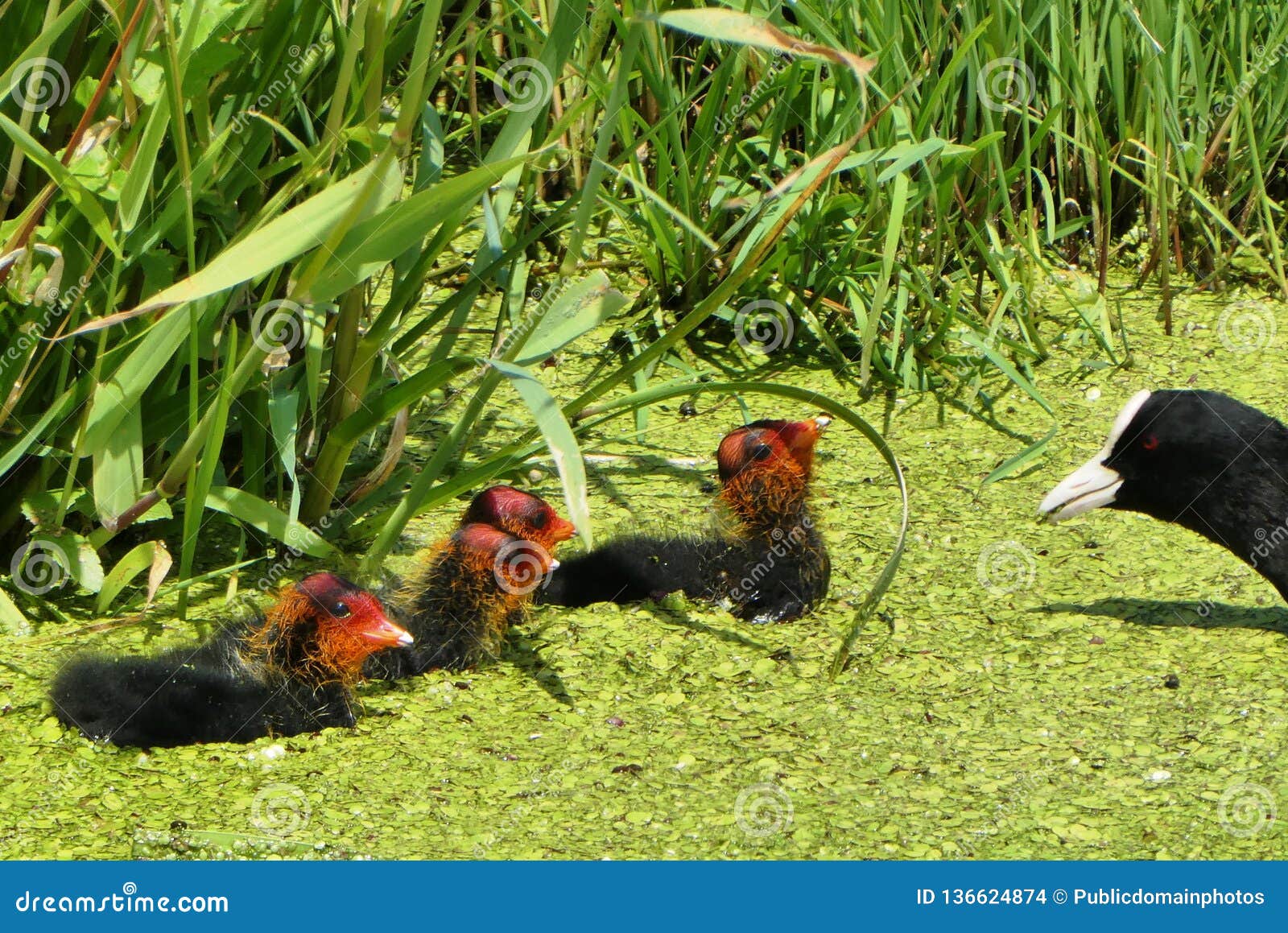 Bird, Ecosystem, Fauna, Galliformes Picture. Image: 136624874