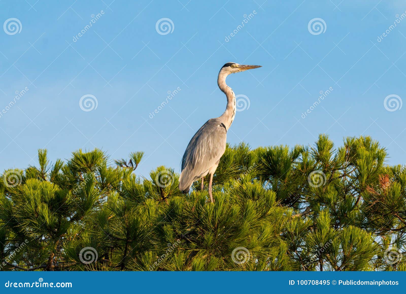Bird, Ecosystem, Fauna, Nature Reserve Picture. Image: 100708495
