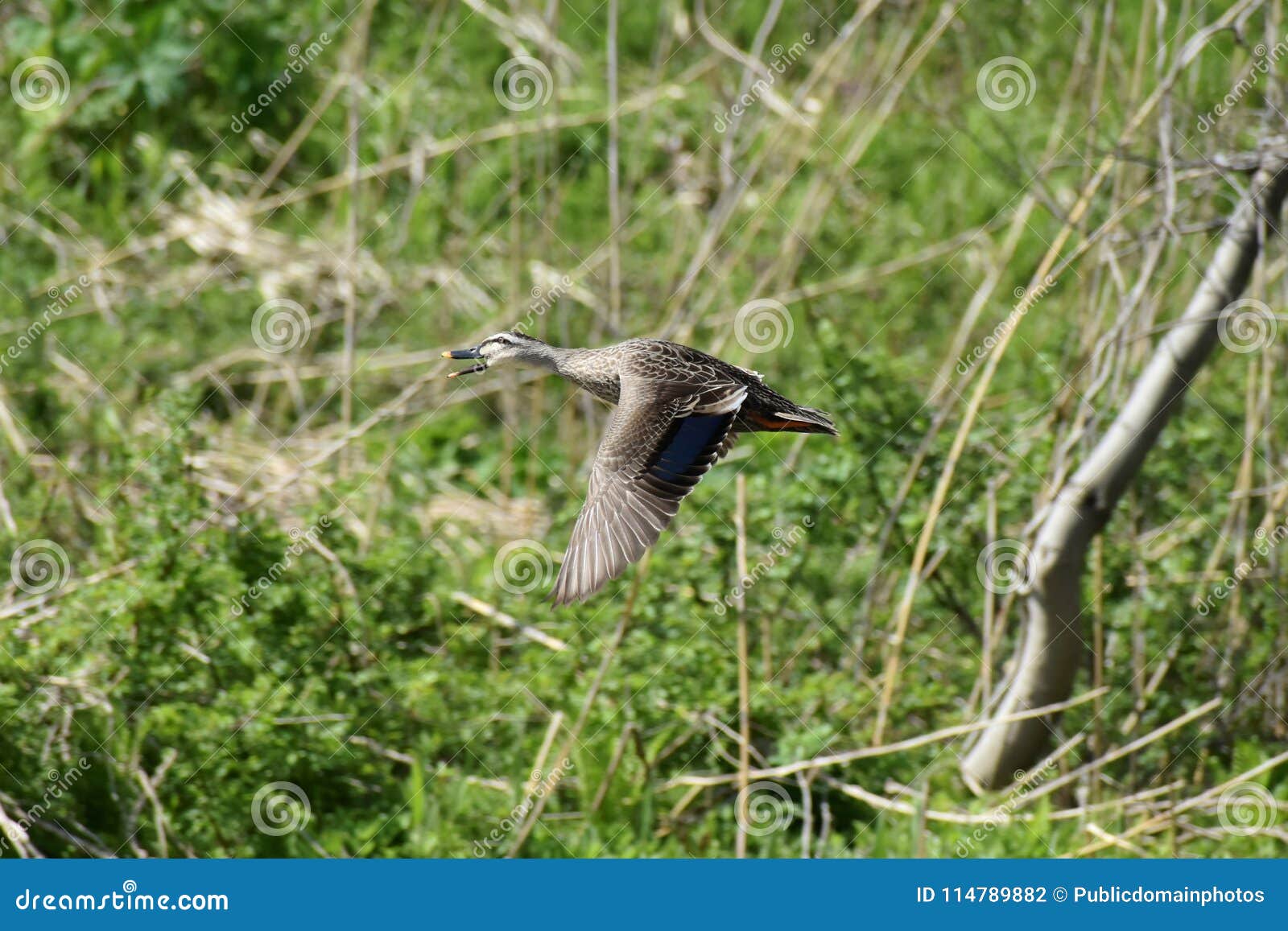 Bird, Ecosystem, Fauna, Nature Reserve Picture. Image: 114789882