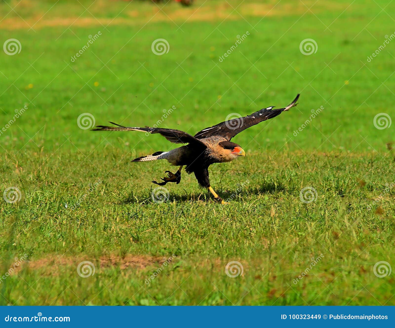Bird, Ecosystem, Fauna, Wildlife Picture. Image: 100323449
