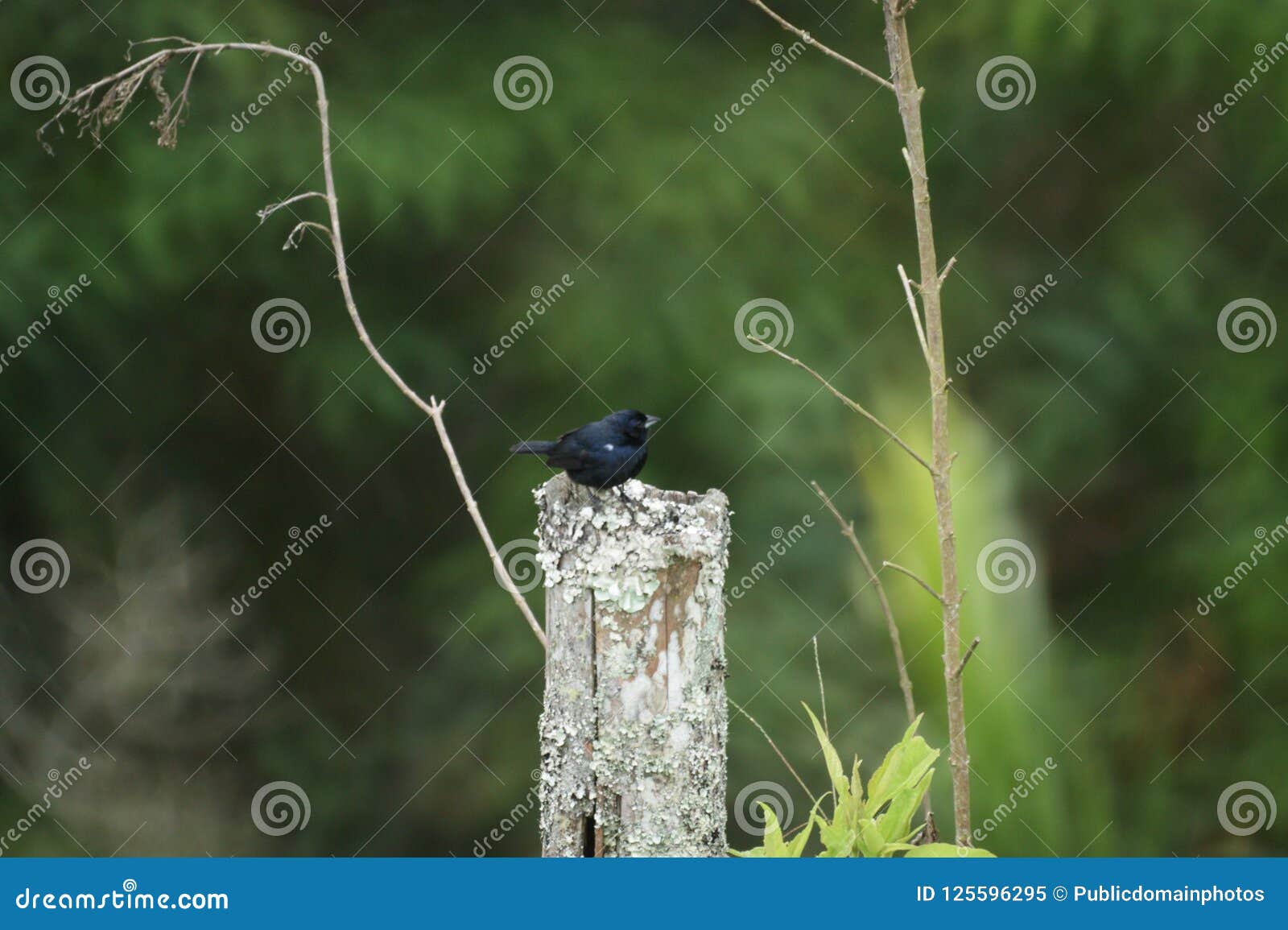 Bird, Ecosystem, Fauna, Wildlife Picture. Image: 125596295