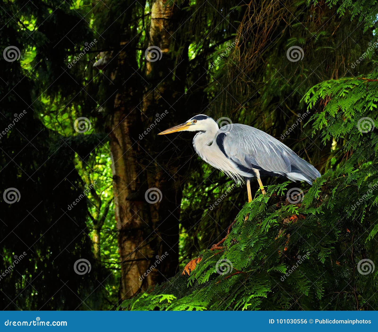Bird, Ecosystem, Nature Reserve, Beak Picture. Image: 101030556