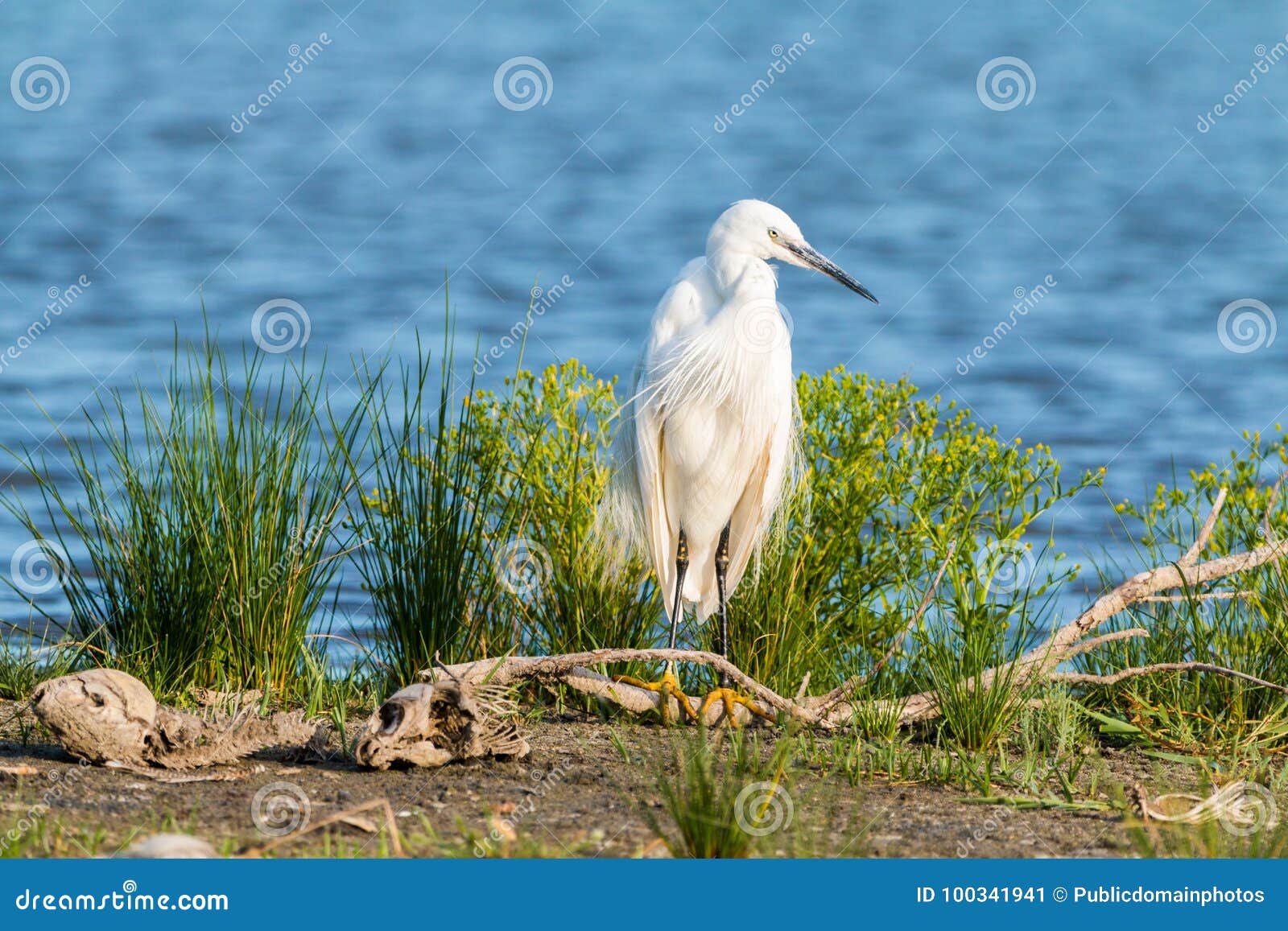 Bird, Ecosystem, Nature Reserve, Fauna Picture. Image: 100341941