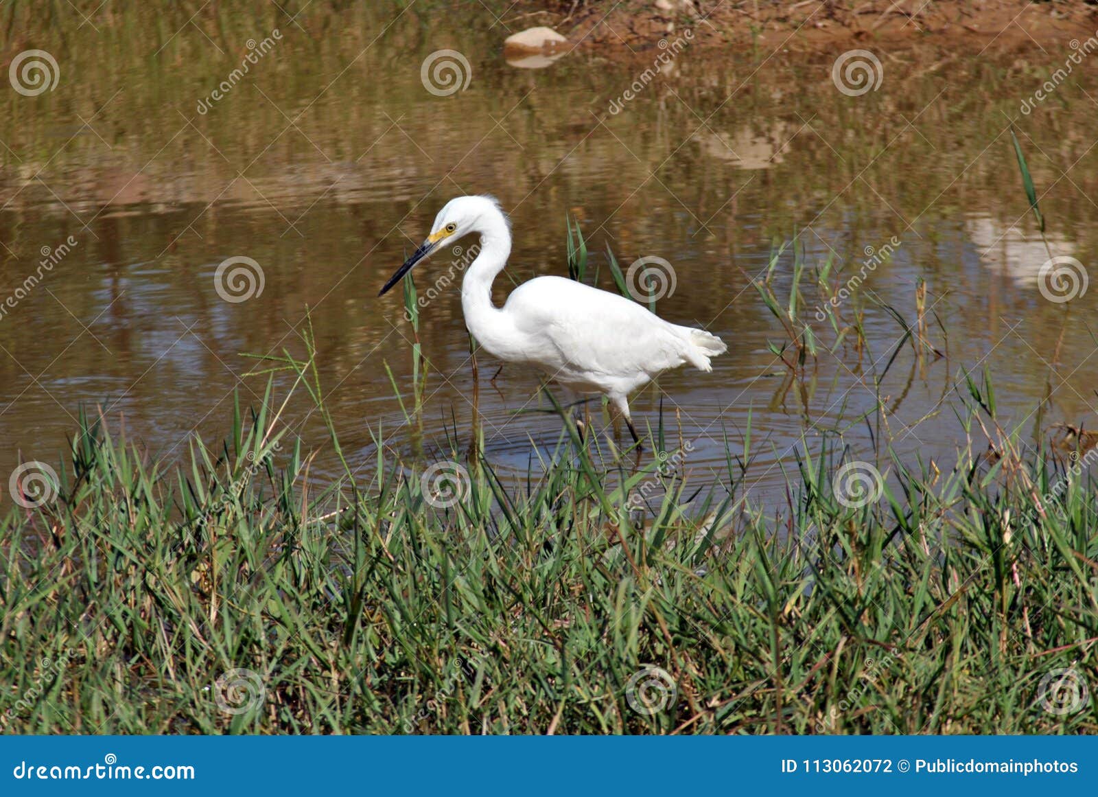 Bird, Ecosystem, Nature Reserve, Fauna Picture. Image: 113062072