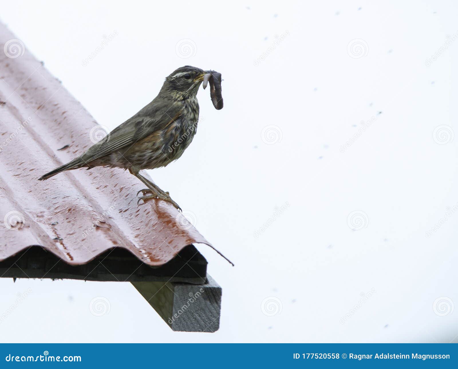 Bird on Edge - Turdus Iliacus - Redwing Stock Photo - Image of rain ...