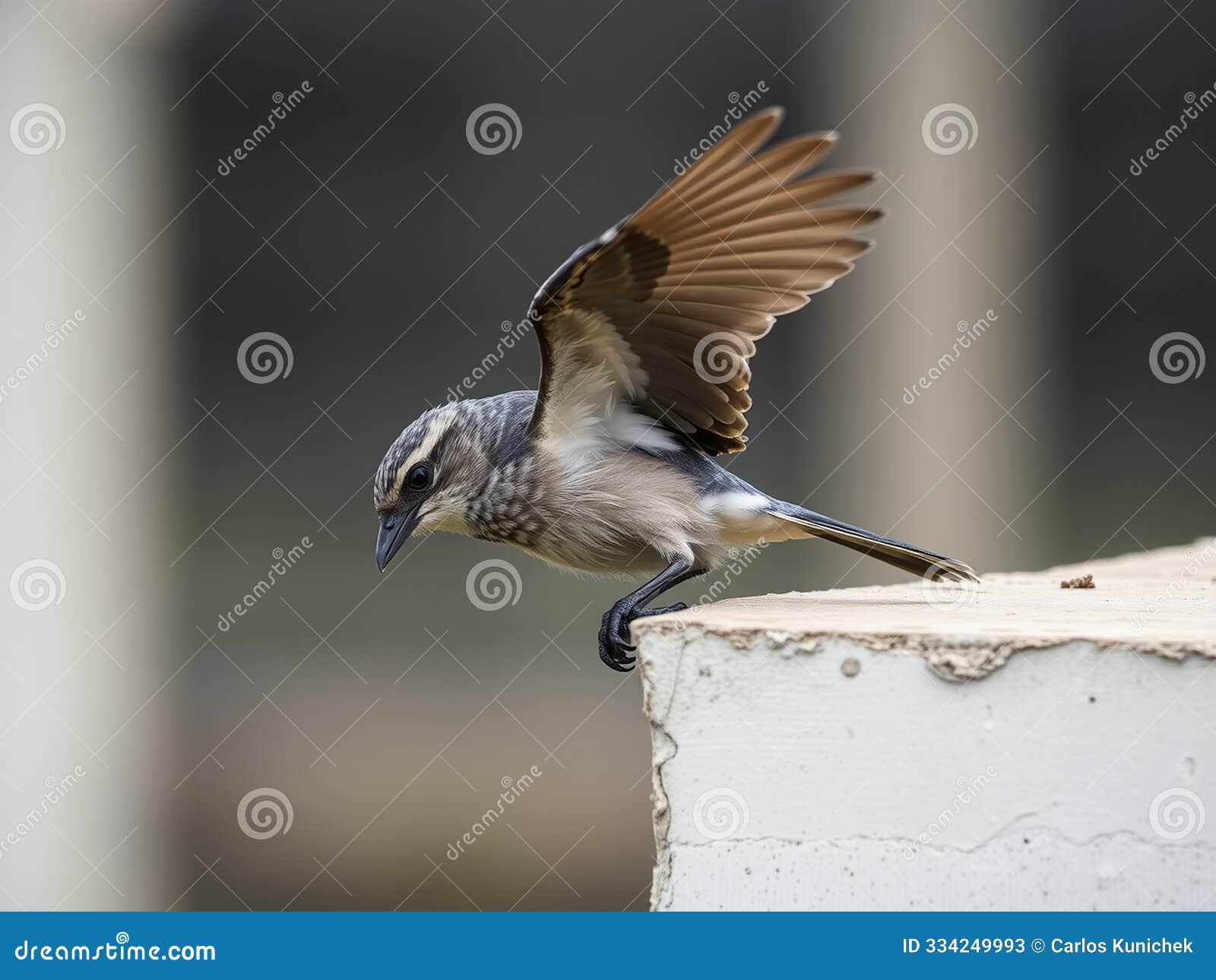 Bird on the Edge of a Wall - Generated by Ai Stock Illustration ...