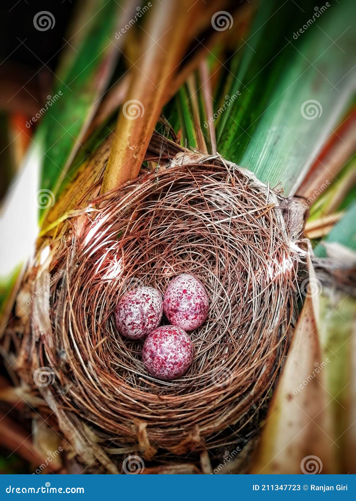 Bird Egg Inside His Nest stock image. Image of nest - 211347723