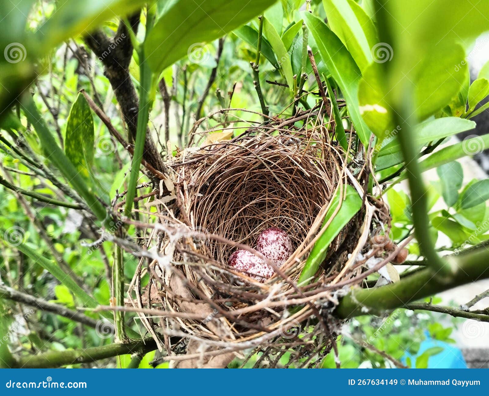 Bird Egg in the Nest at Tree Stock Image - Image of finch, green: 267634149