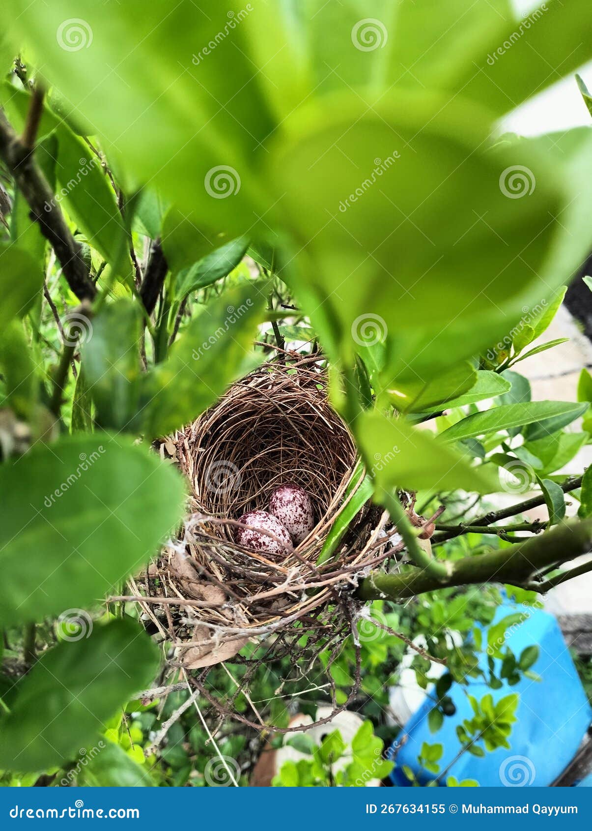 Bird Egg in the Nest at Tree Stock Image - Image of jungle, produce ...