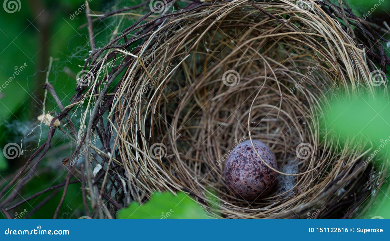 Bird egg in the nest stock photo. Image of spring, small - 151122616