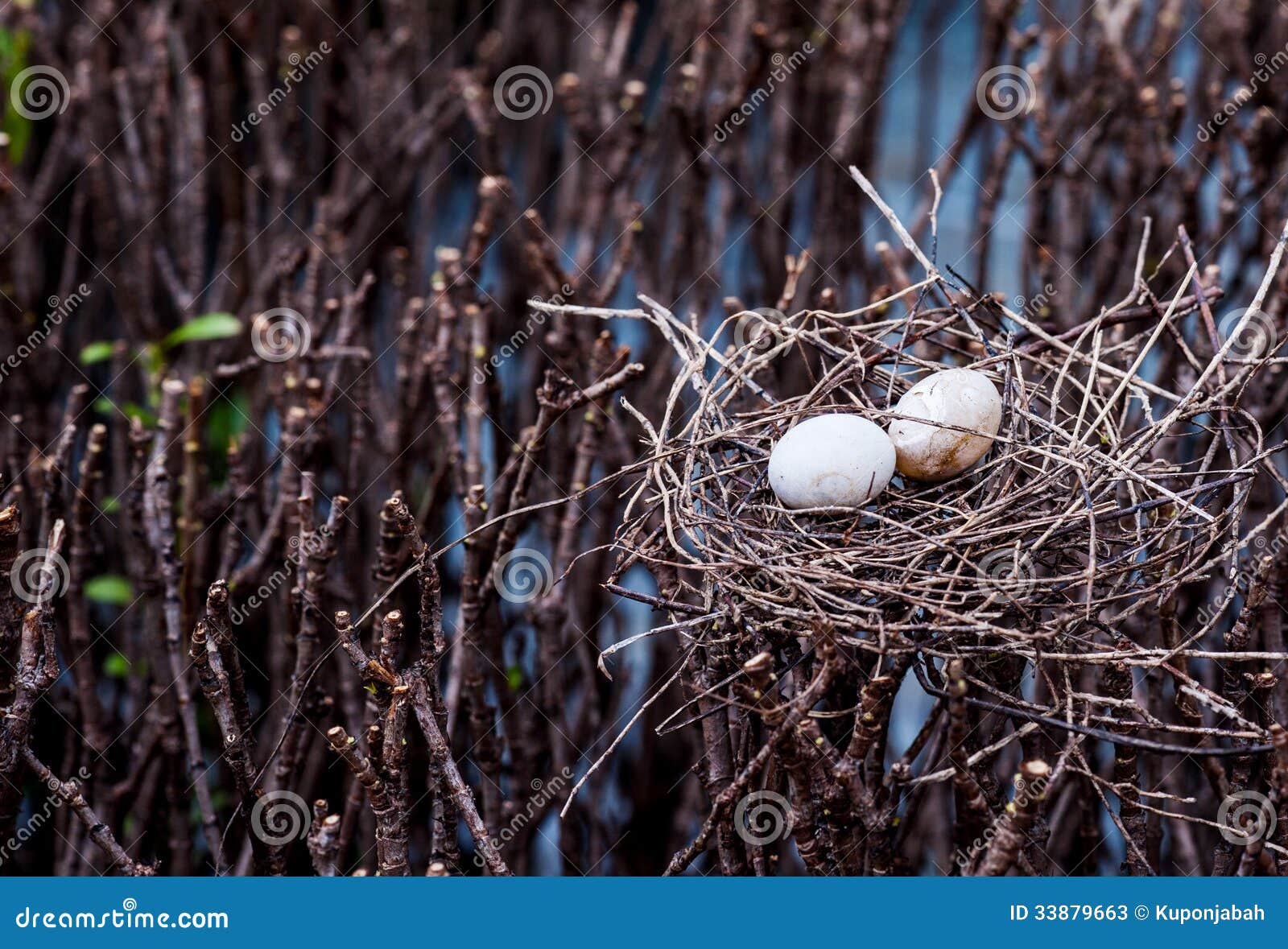 Bird egg in net stock image. Image of gripping, park - 33879663