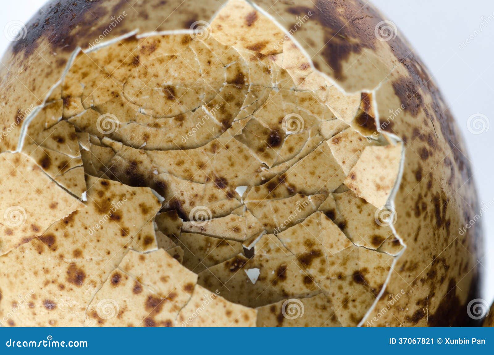 Bird egg shell texture stock image. Image of animal, financial - 37067821