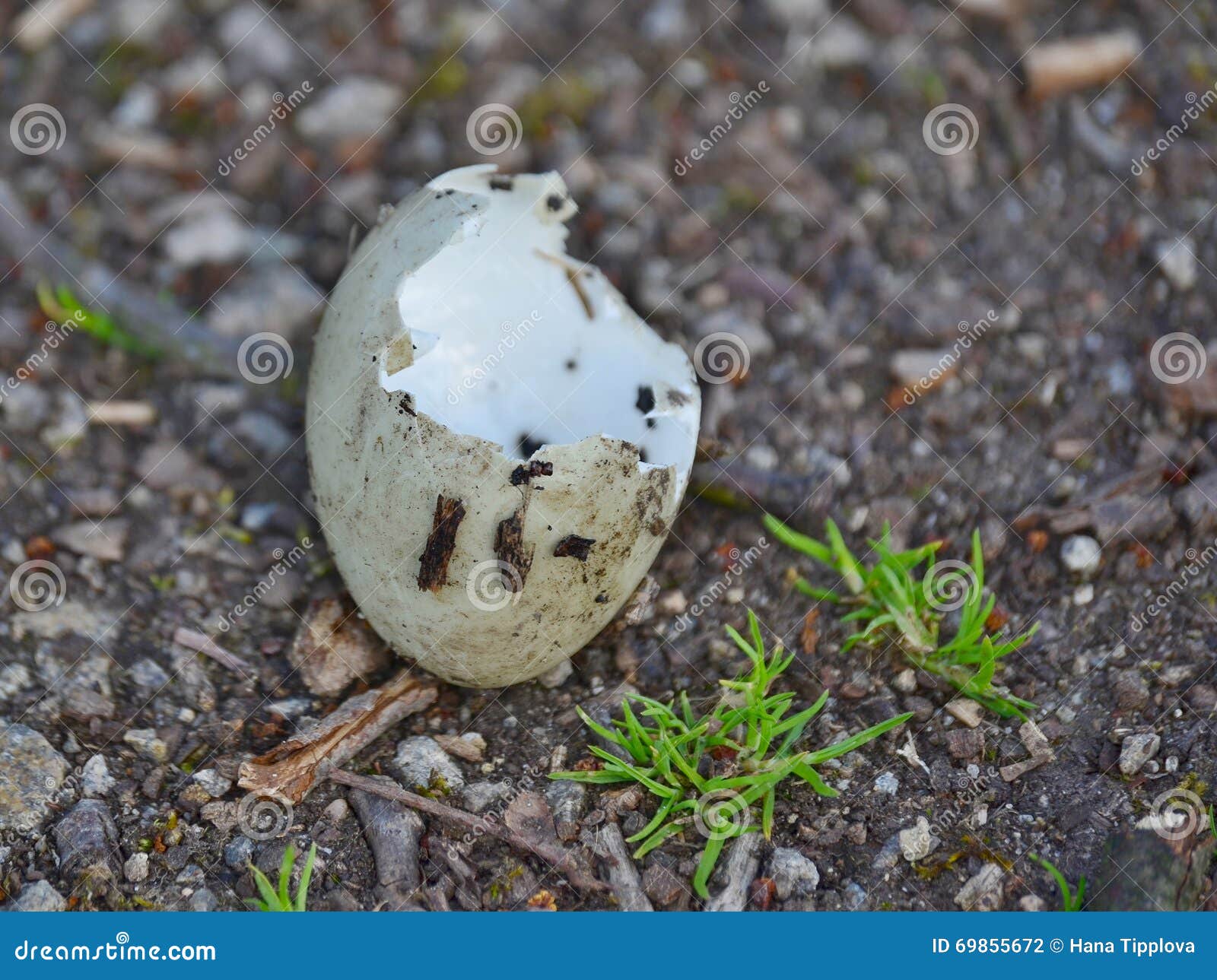 Bird Eggs after Hatching Chick, South Bohemia Stock Photo - Image of ...
