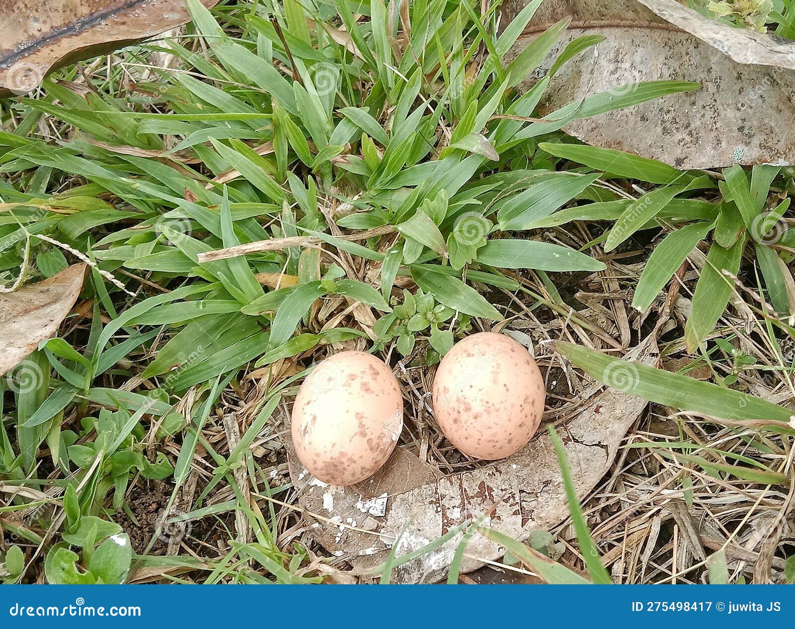 Bird Eggs Kareo Padi or Ruak Ruak Stock Image - Image of bird, padi ...