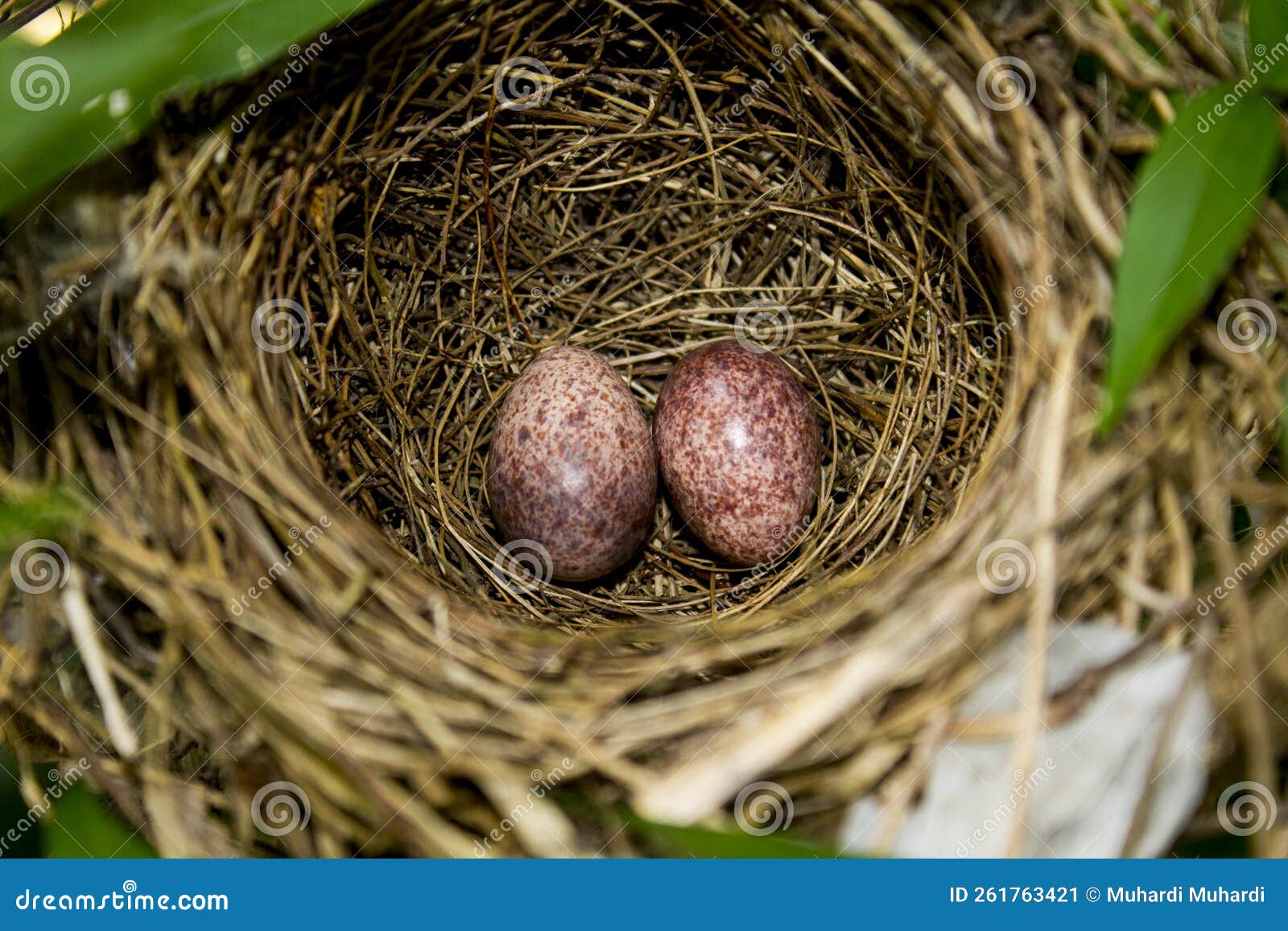 Bird eggs in the nest stock image. Image of wild, nest - 261763421