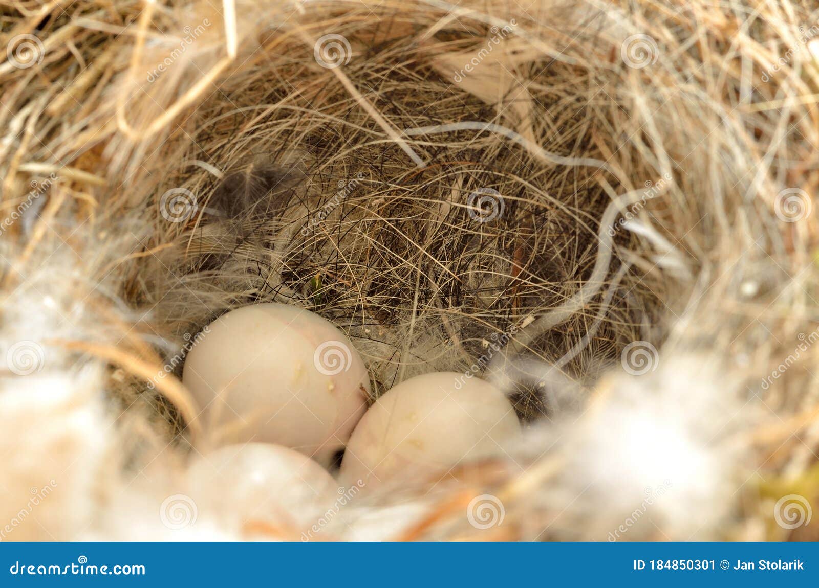 Bird eggs in a nest stock image. Image of natural, nature - 184850301