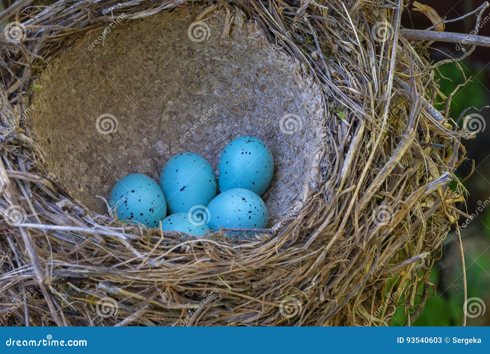 Bird eggs in the nest stock image. Image of animal, straw - 93540603