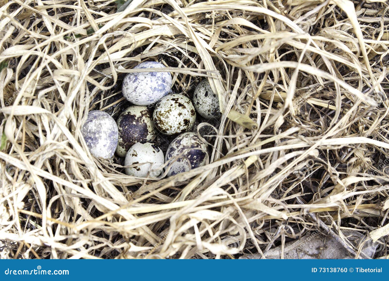 Bird eggs in nest stock photo. Image of ground, birds - 73138760