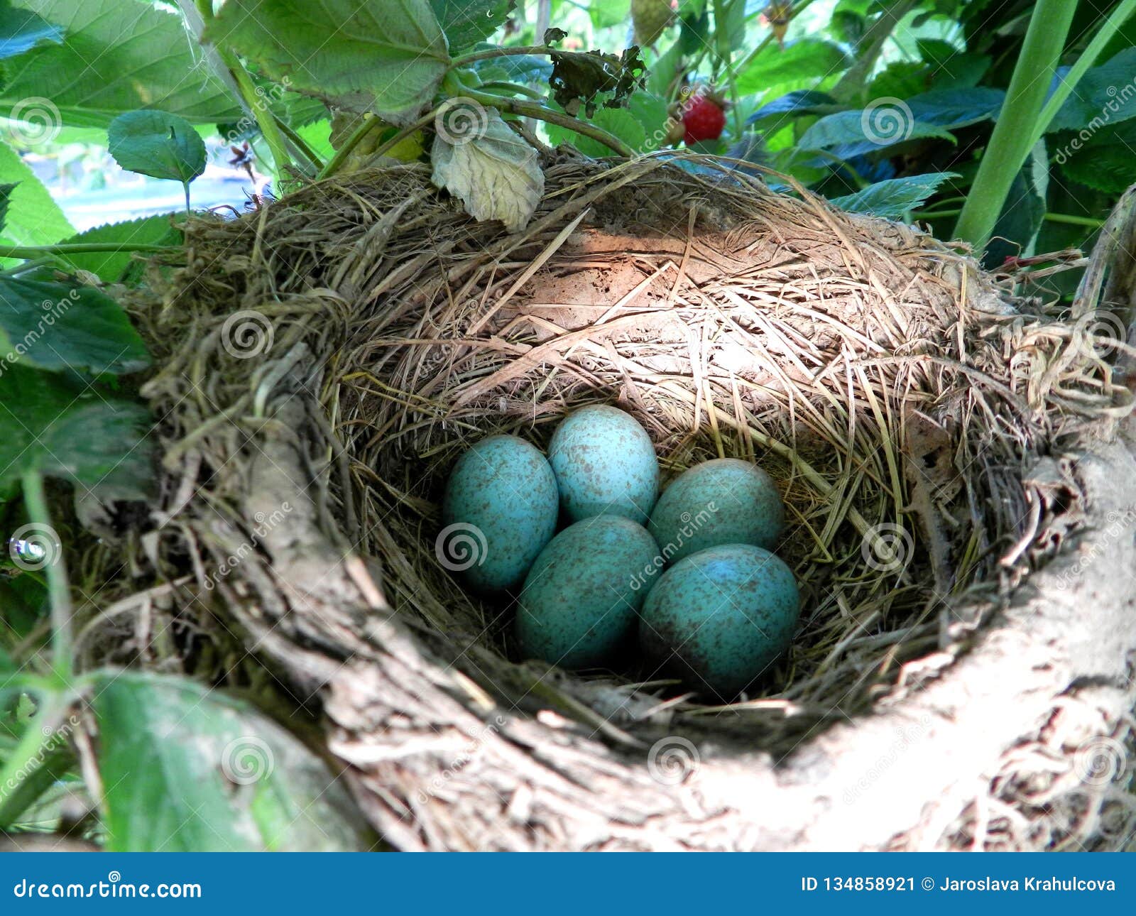 Bird Eggs in the Nest stock image. Image of brown, color - 134858921
