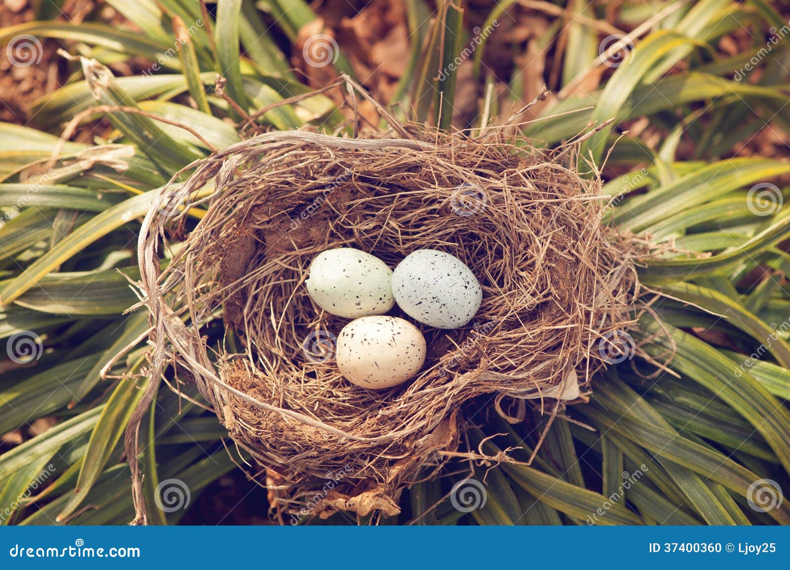 Bird eggs in a nest stock photo. Image of shell, brown - 37400360