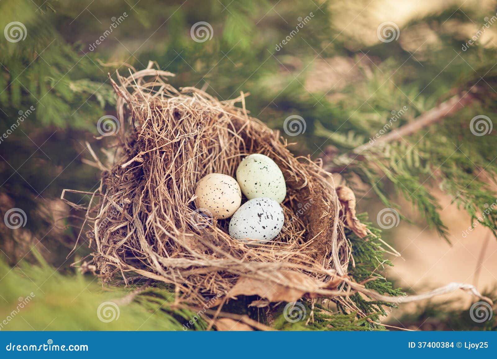 Bird eggs in a nest stock photo. Image of plant, branch - 37400384