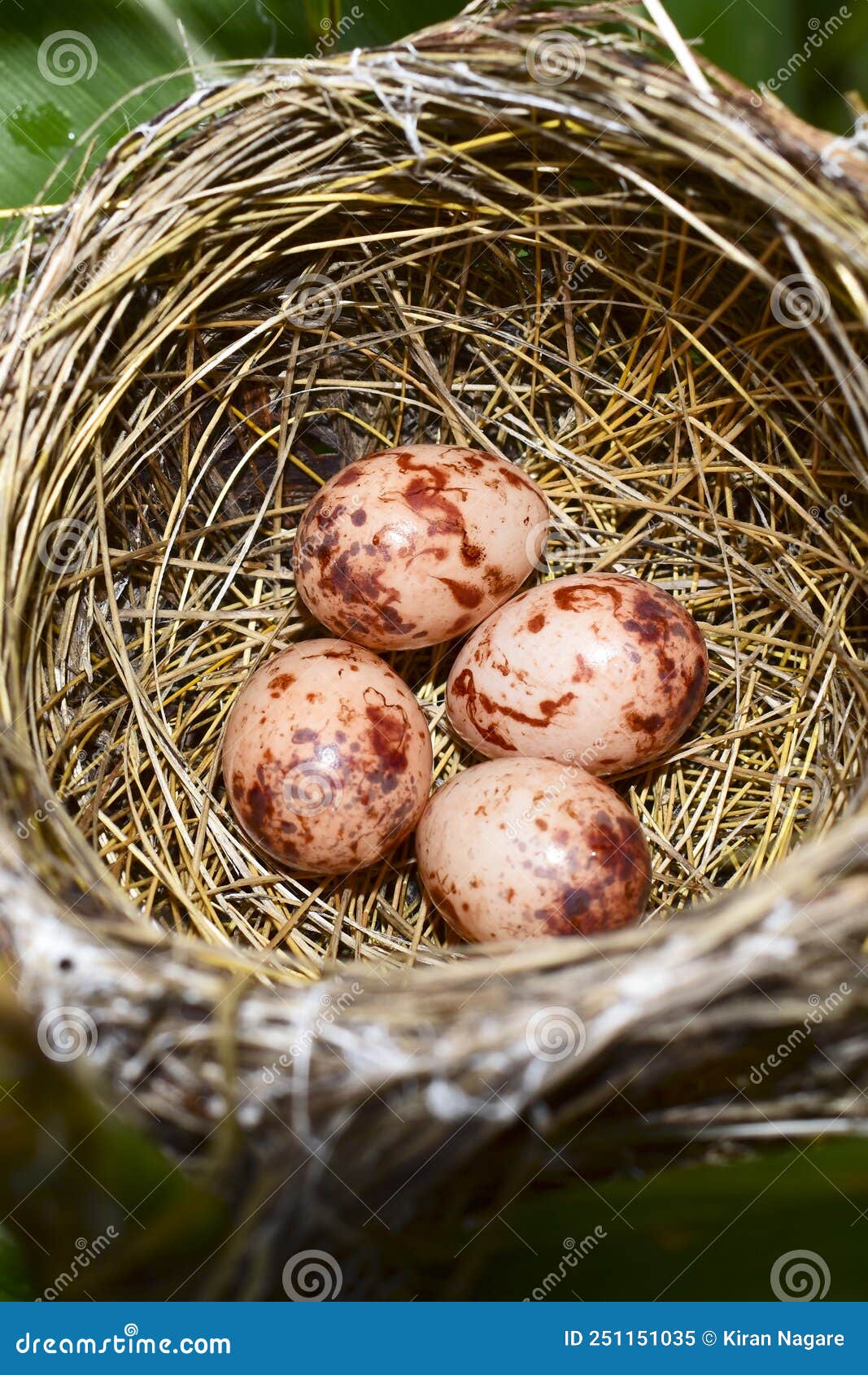 Bird eggs stock image. Image of eggs, nest, life, green - 251151035