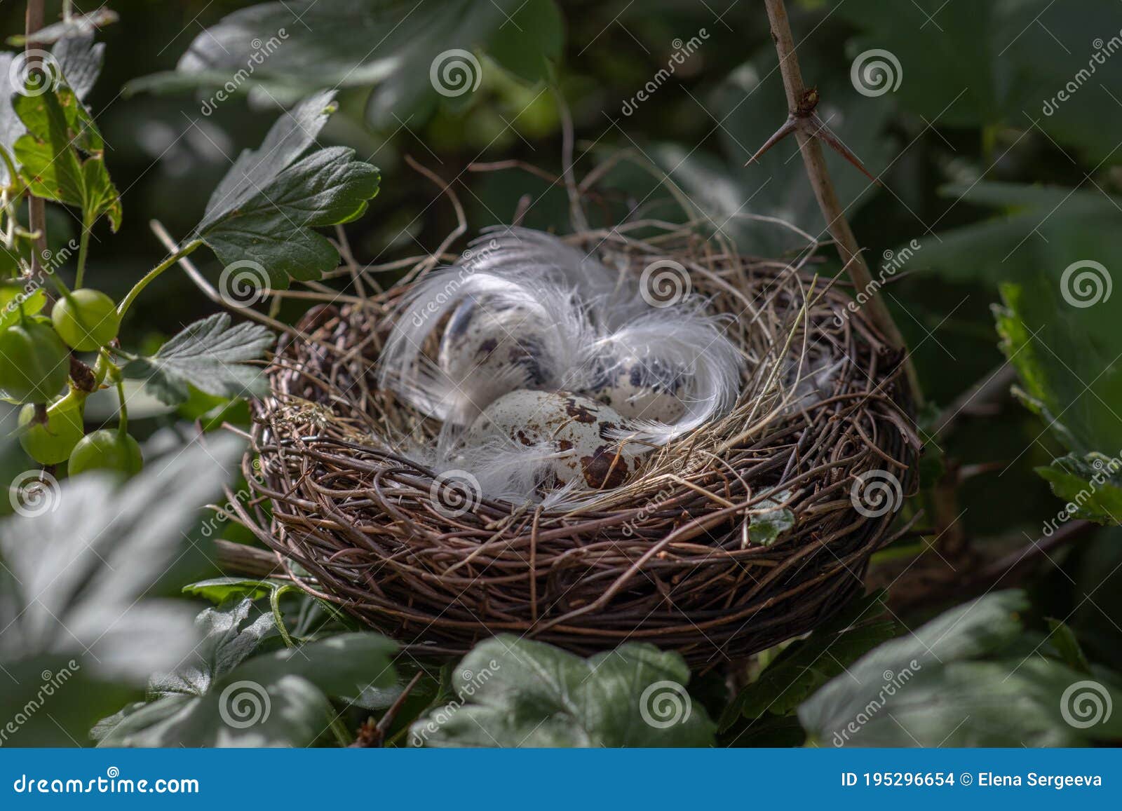 Bird Eggs in a Nest on a Tree Stock Photo - Image of fresh, animal ...
