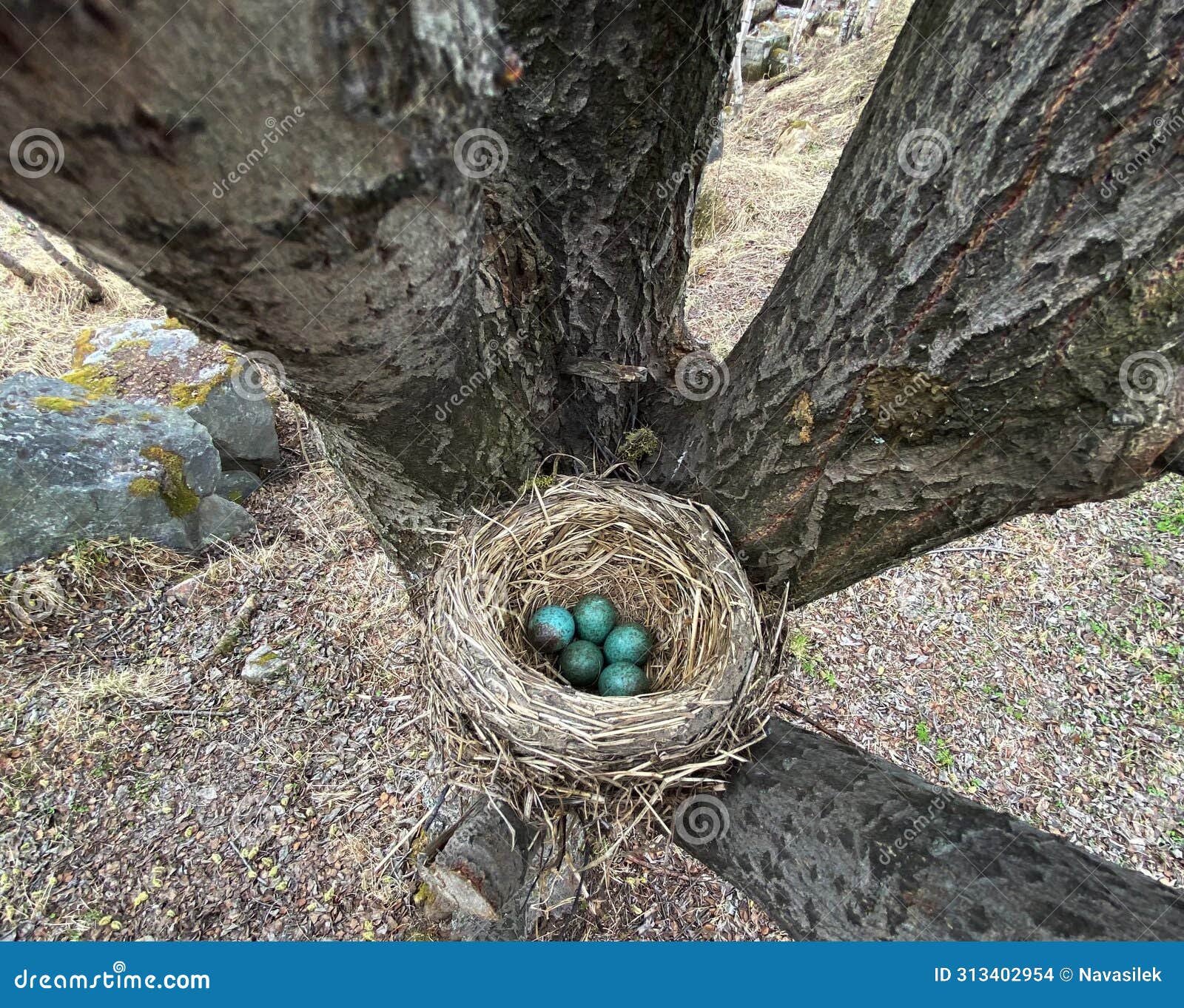 Bird Eggs in a Nest on a Tree, Top View Stock Photo - Image of copy ...
