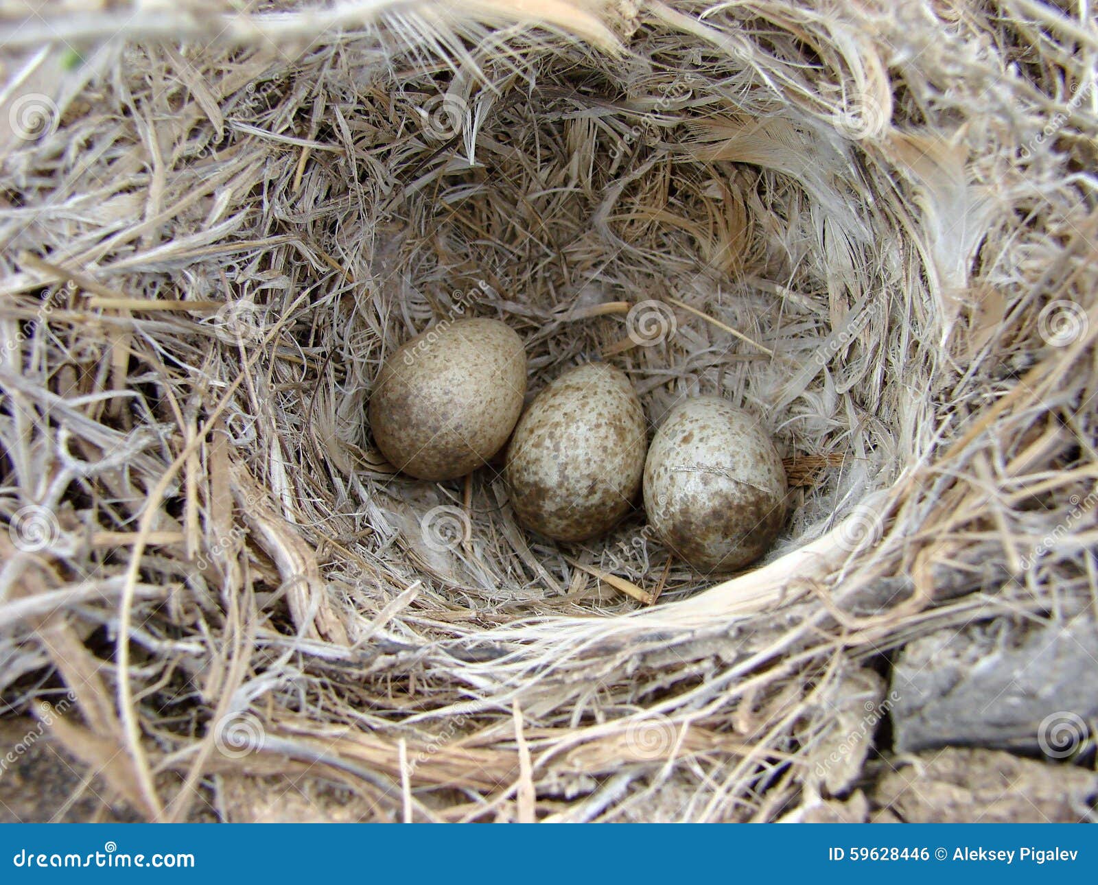 Bird eggs stock photo. Image of blades, shell, nest, shelter - 59628446