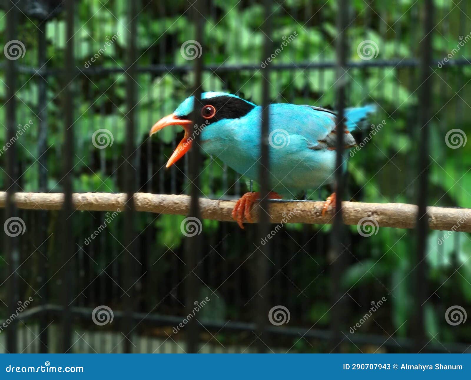 Bird Ekek Keling Perched Wooden Branch Birdcage Stock Image - Image of ...